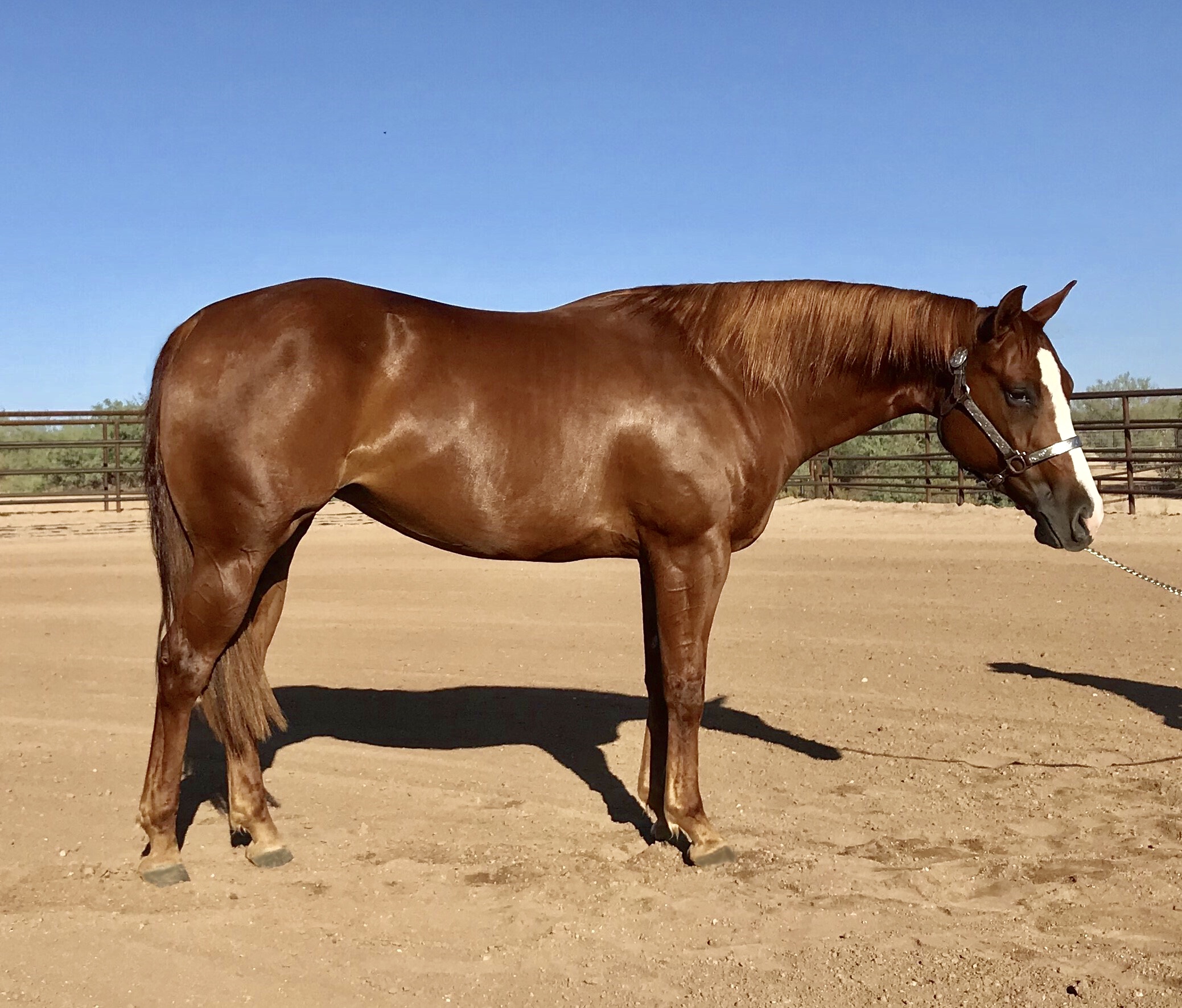 G2 Performance Horses NOT A WIMPY CHIC - 2016 Sorrel Mare - G2 ...